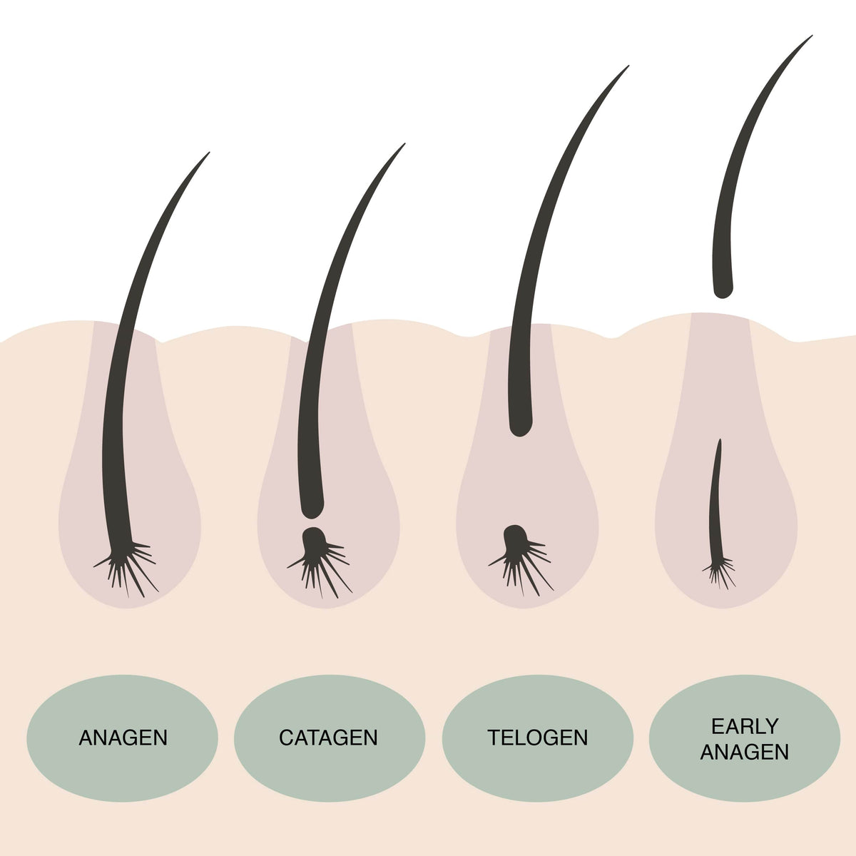 Unlocking the Secrets of the Lash Cycle: Your Guide to Fabulous Eyelas ...
